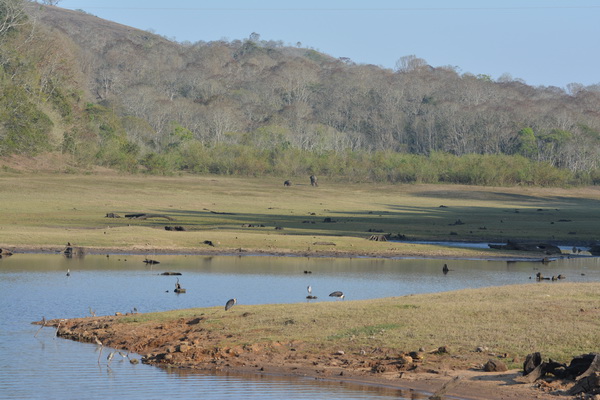Periyar National Park | Explore India